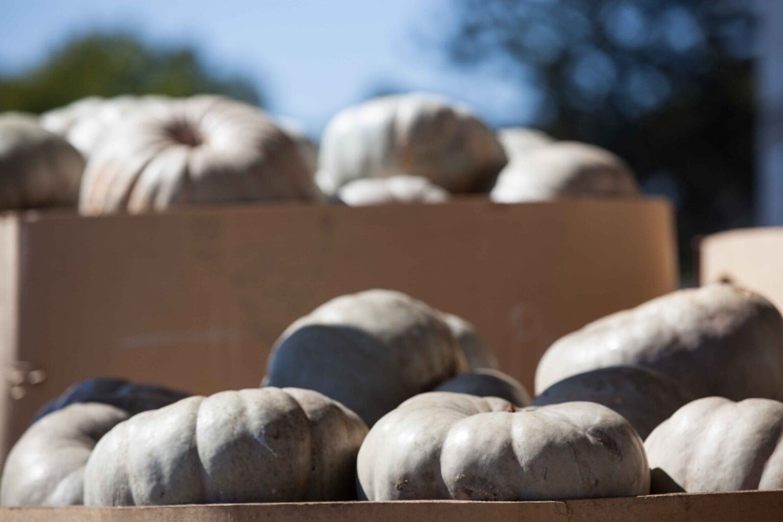 VegPro4 - Wholesale Fresh Cut Vegetable Suppliers